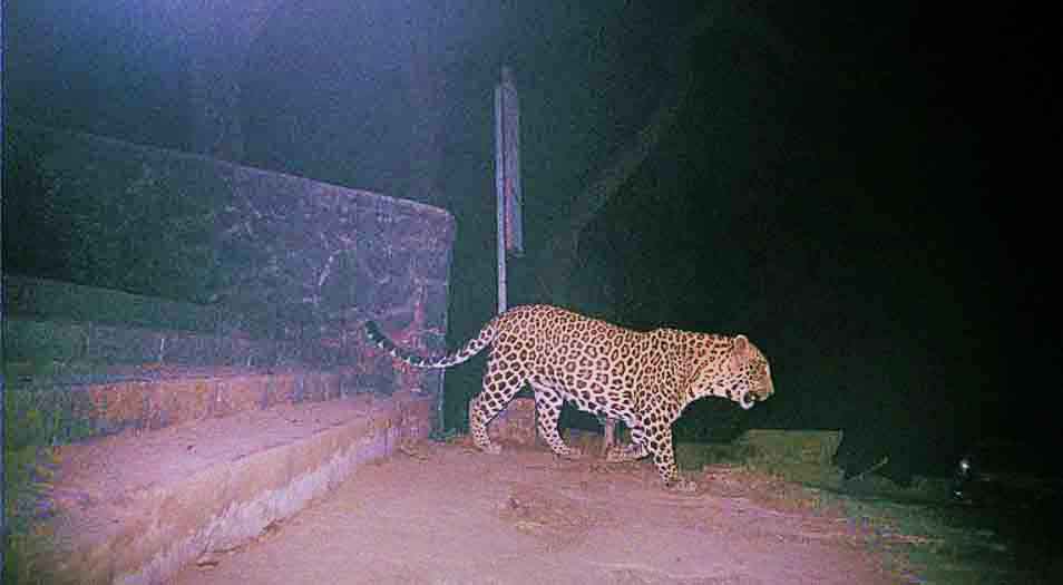 Leopard population spurts in Maharashtra, government responds promptly ...
