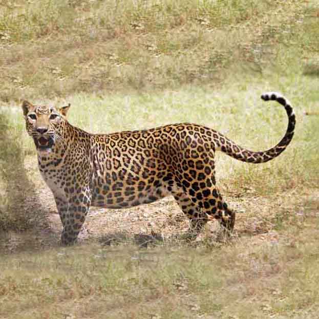 Leopard population spurts in Maharashtra, government responds promptly ...