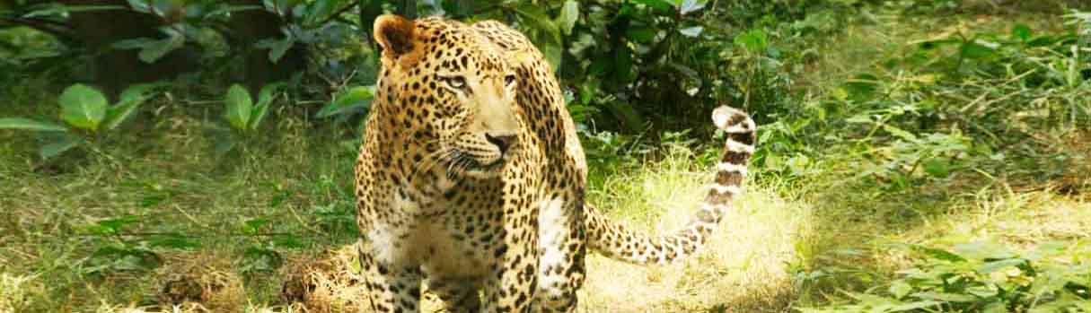 Leopard population spurts in Maharashtra, government responds promptly ...